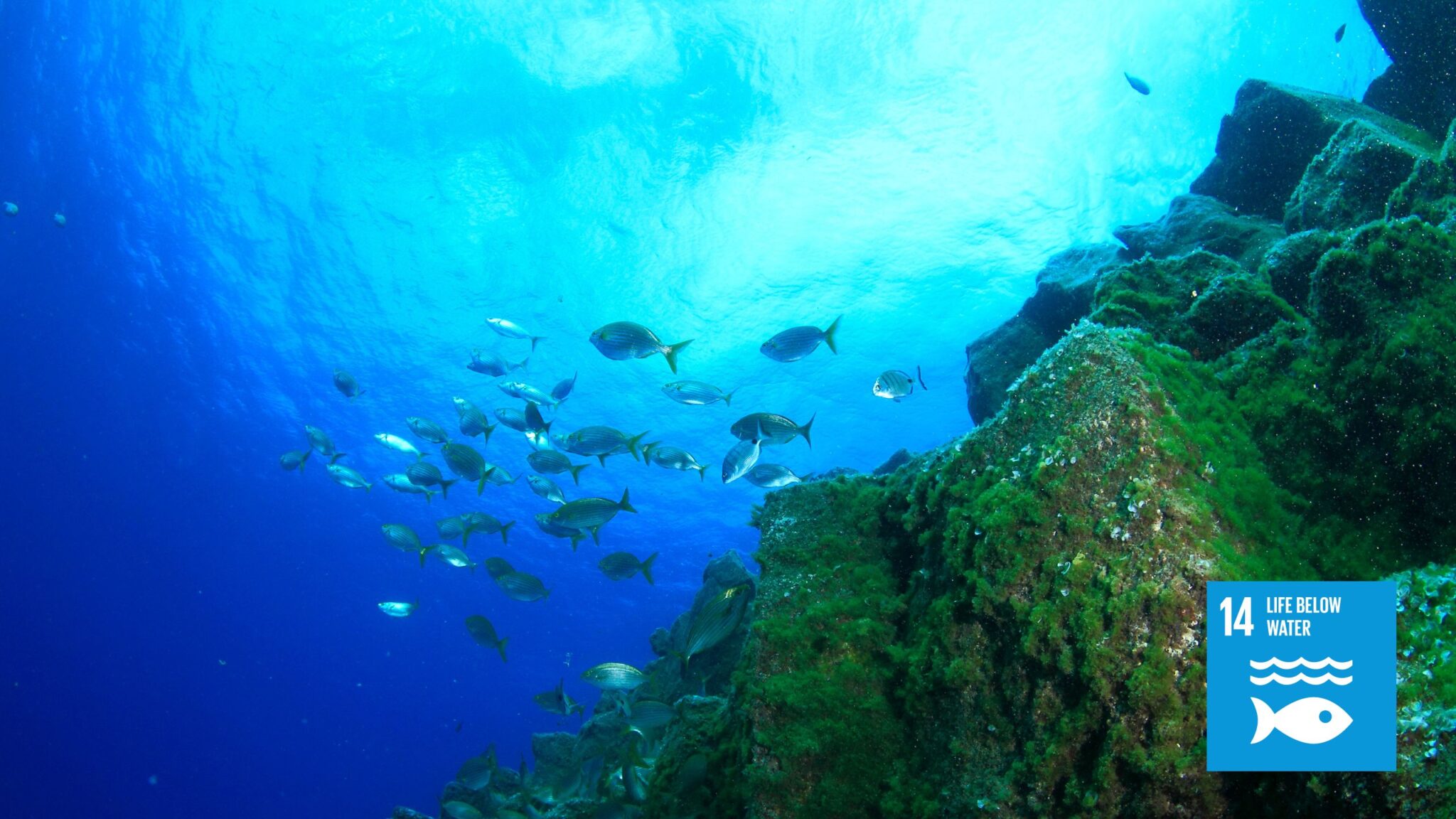 SDG14 Life under the water – An Update – What Can YOU Do?